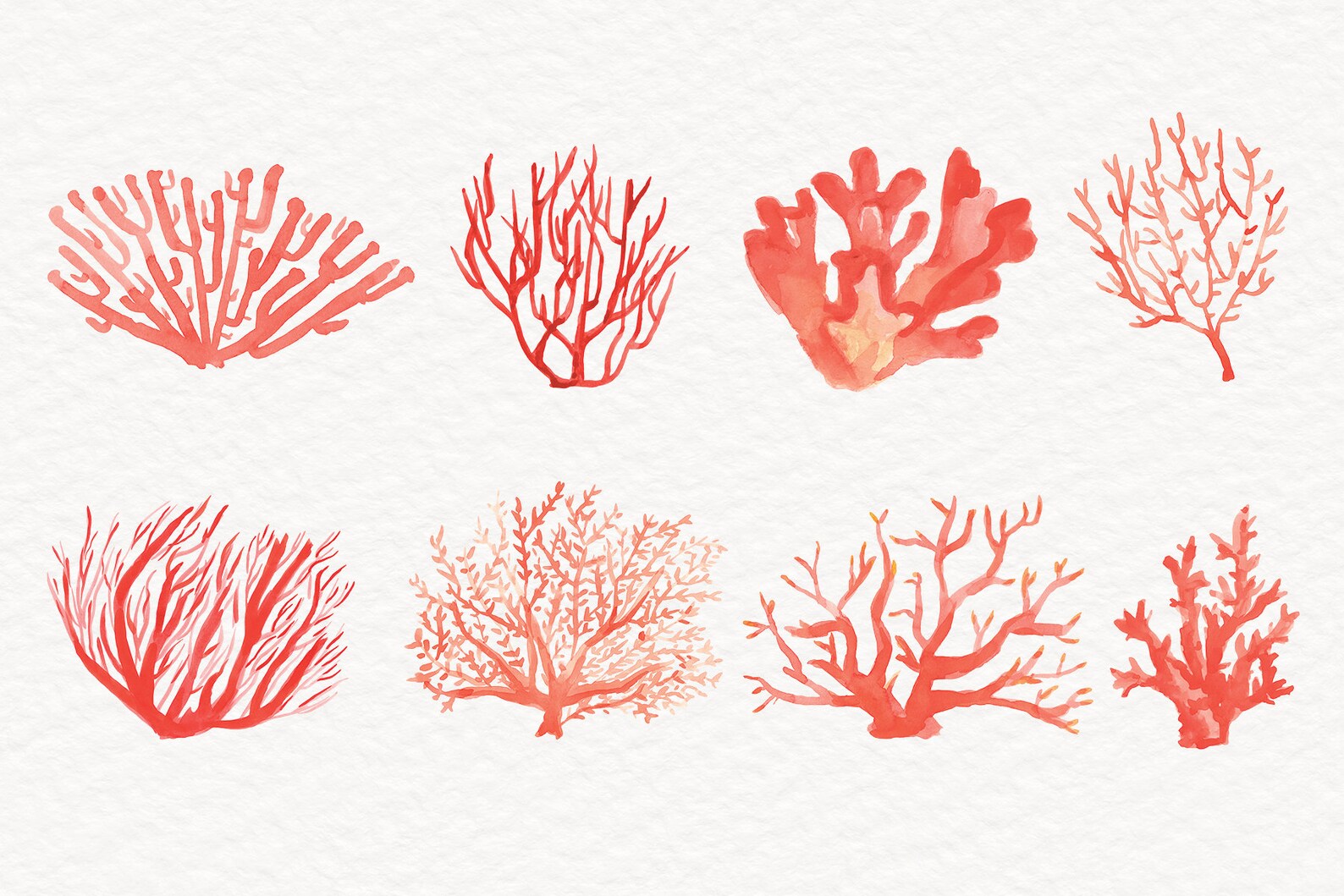 Watercolor Coral Clip Art Transparent Background Coral - Etsy