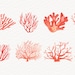 Watercolor Coral Clip Art - Transparent Background - Coral Wreath and ...