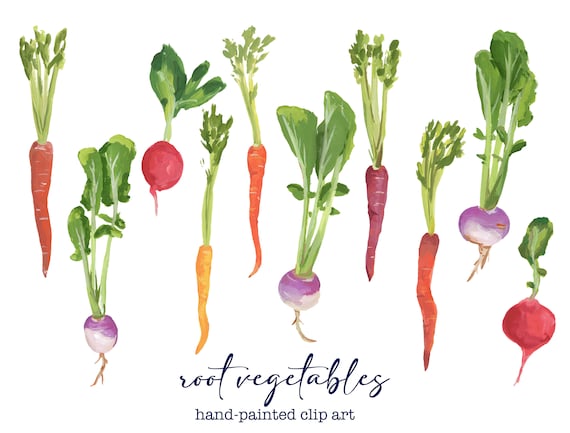 Root Vegetables Illustration