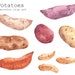 Watercolor Potato Clip Art - Digital Download PNG - Assorted Rainbow ...