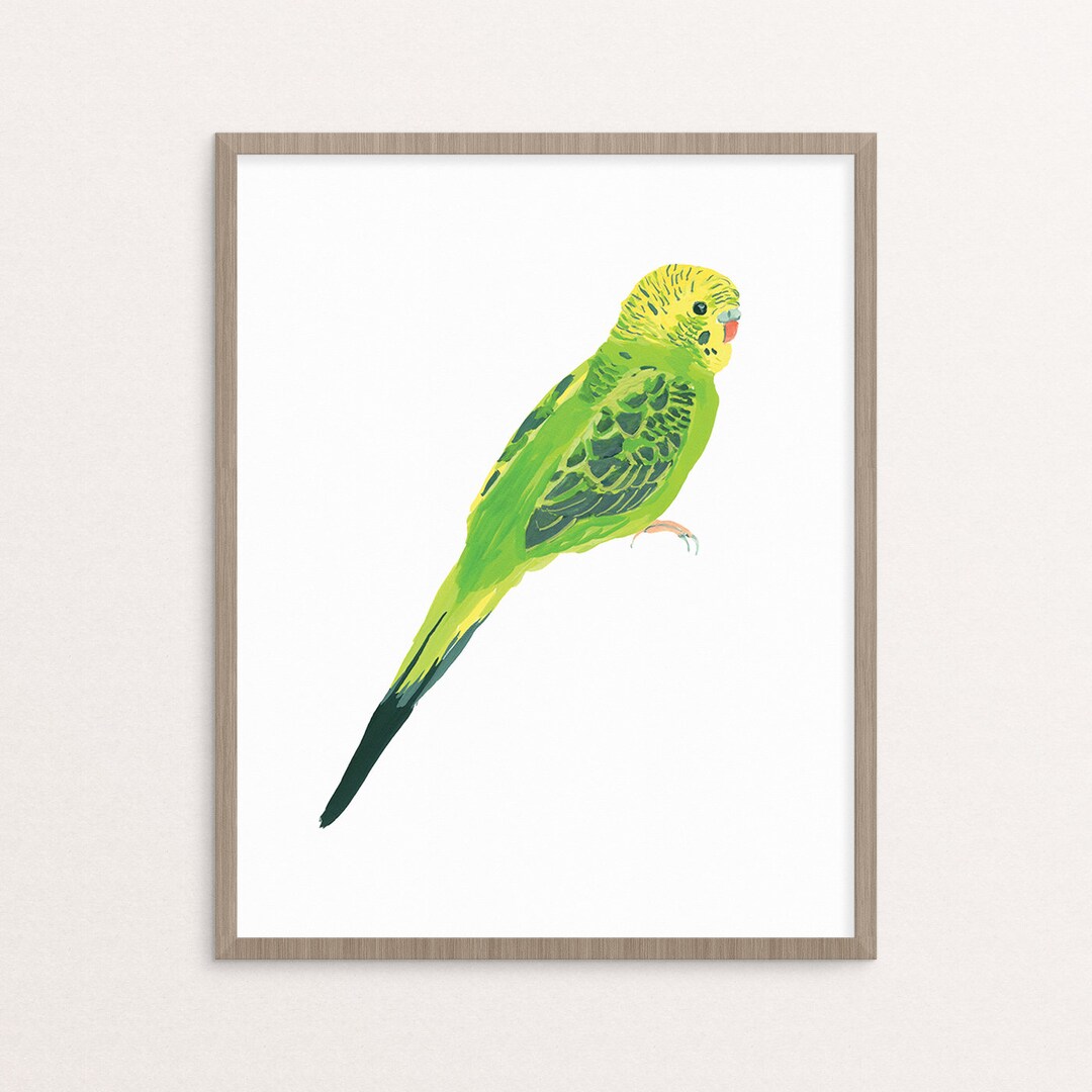 Green Parakeet Budgie Bird Illustration Giclee Print - Etsy