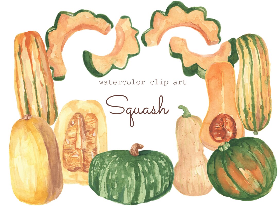 Watercolor Squash Clip Art - Digital Download PNG - Assorted Autumn ...