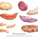 Watercolor Potato Clip Art - Digital Download PNG - Assorted Rainbow ...