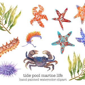 Watercolor Tide Pool Marine Life Clip Art Illustration - Digital ...