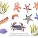 Watercolor Tide Pool Marine Life Clip Art Illustration - Digital ...