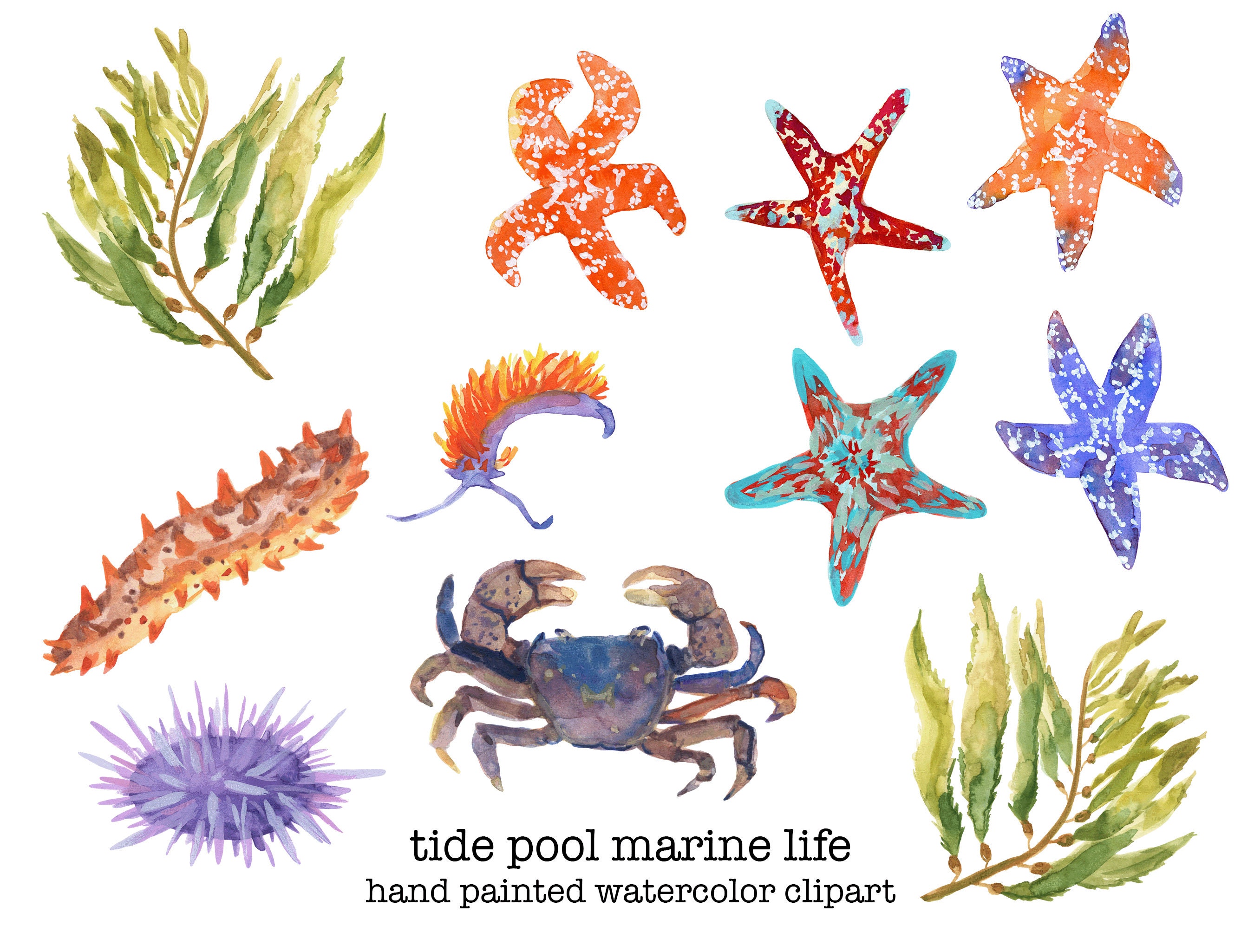 Watercolor Tide Pool Marine Life Clip Art Illustration - Digital ...