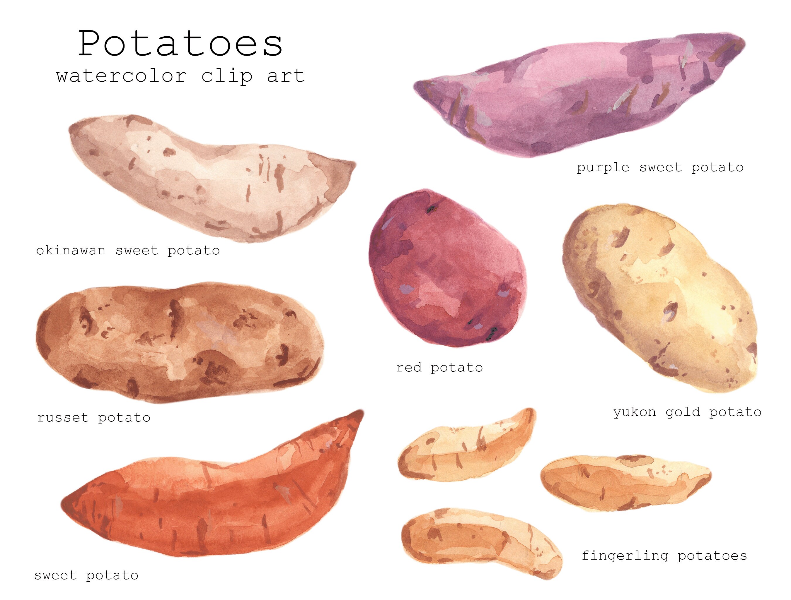 Watercolor Potato Clip Art - Digital Download PNG - Assorted Rainbow ...