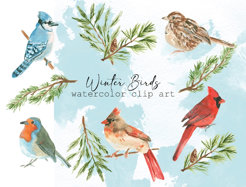 Winter Birds Watercolor Clip Art 5 Birds and 3 Pine Branches 8 Unique ...