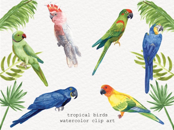 Tropical Bird Clip Art