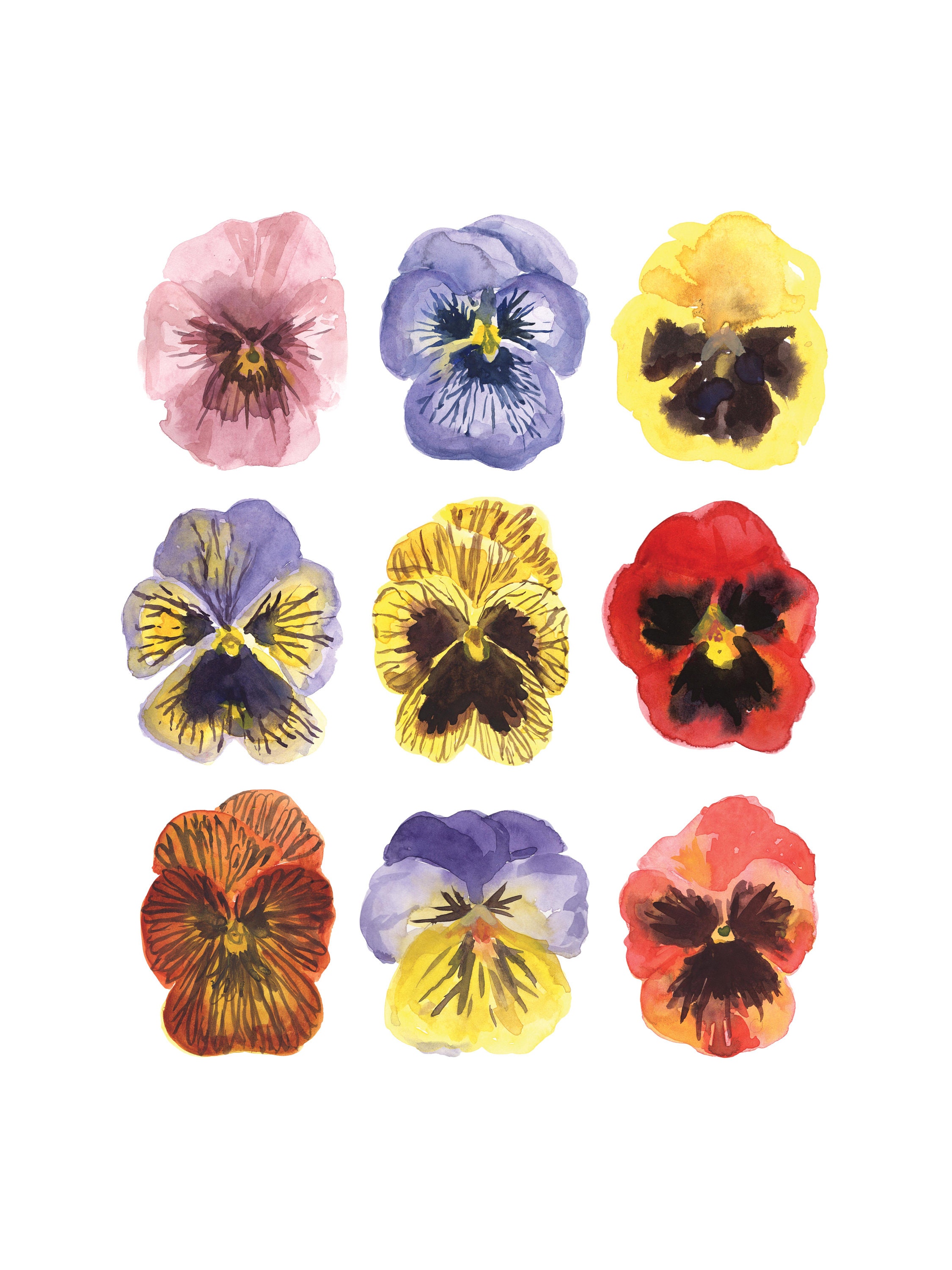 Watercolor Pansy Botanical Illustration Giclee Print - Etsy