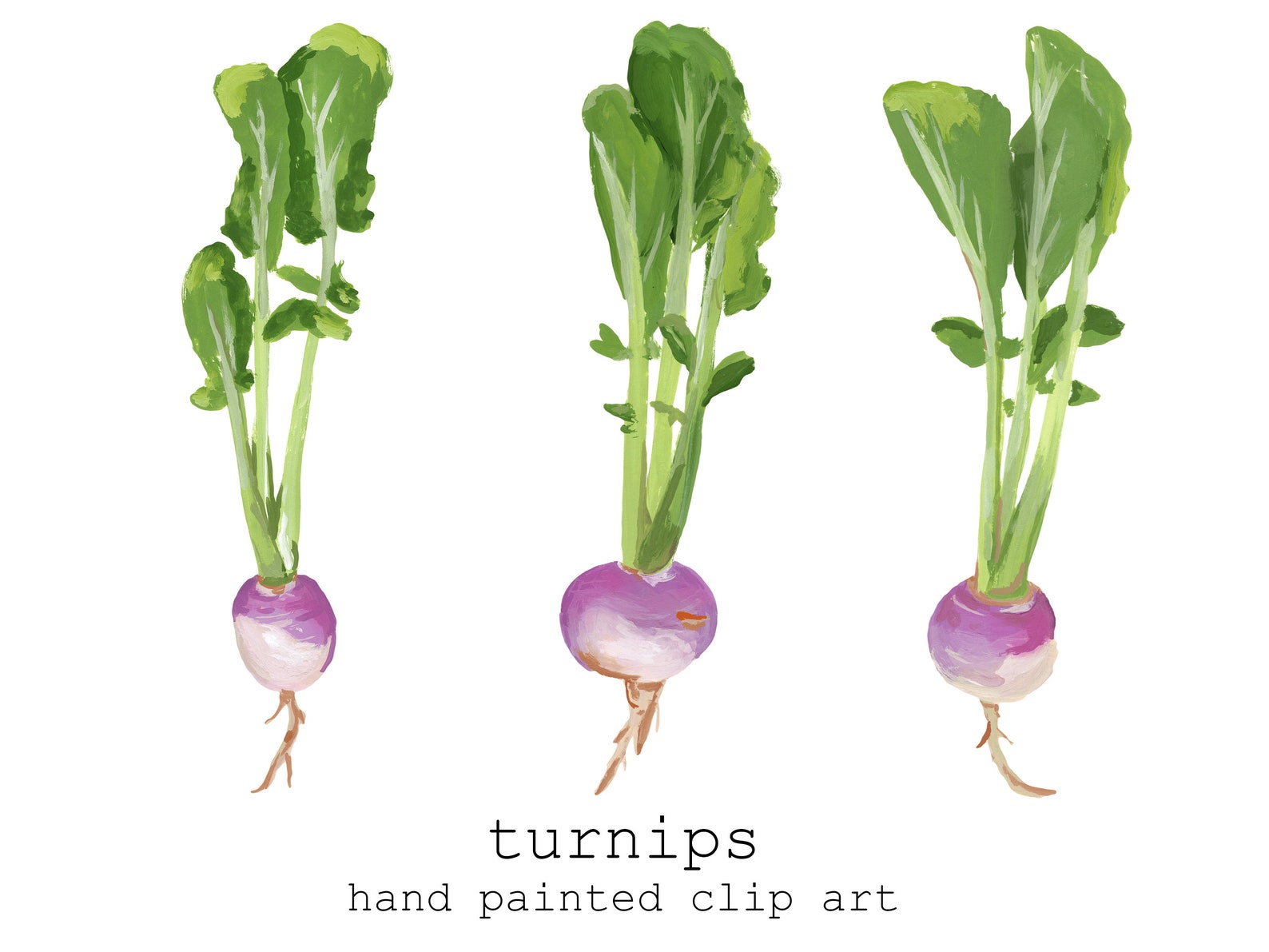 Hand Painted Turnip Clip Art Illustration - Digital Download PNG ...