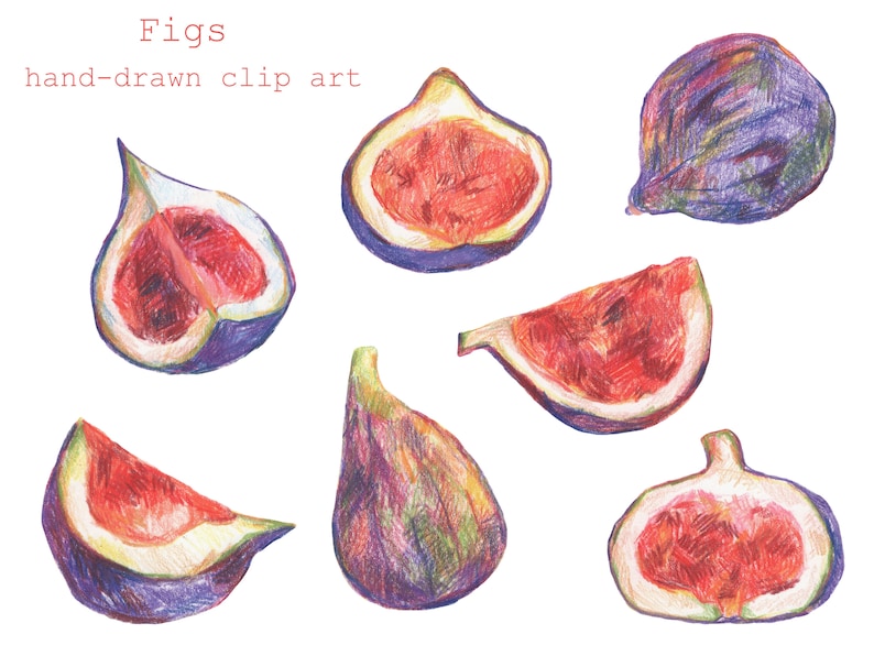 Fig Hand-drawn Clip Art - 7 Unique Figs - Transparent Background PNG ...