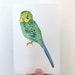 Teal Parakeet Budgie Bird Illustration Giclee Print - Etsy