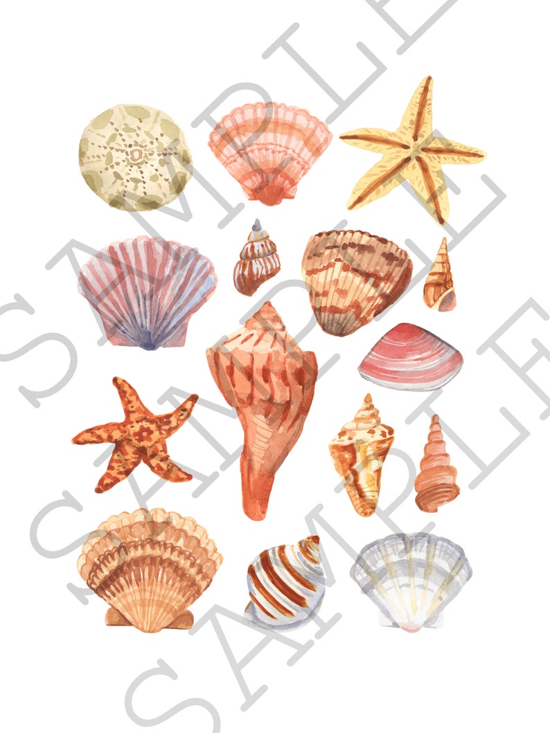 Watercolor Seashell Clip Art - Digital Download PNG - Transparent ...
