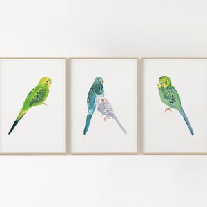 Teal Parakeet Budgie Bird Illustration Giclee Print - Etsy
