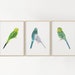 Teal Parakeet Budgie Bird Illustration Giclee Print - Etsy