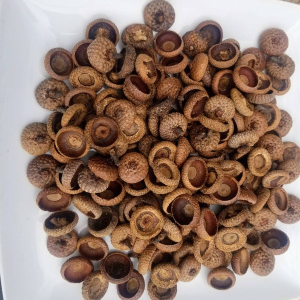 Acorn Caps - Etsy
