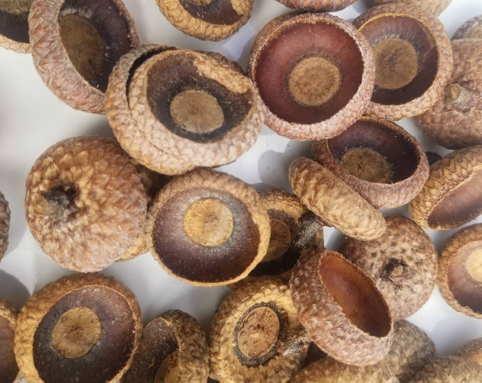 Rare Giant Jumbo Extra Large Natural Real Oak Acorn Caps Acorn Crafts ...