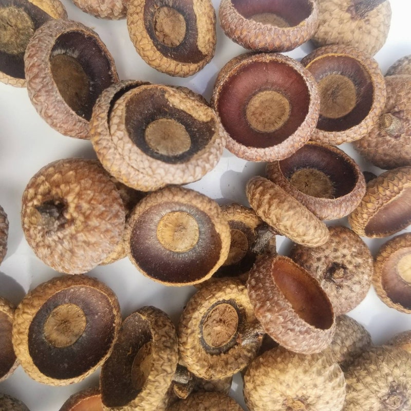Acorn Caps - Etsy
