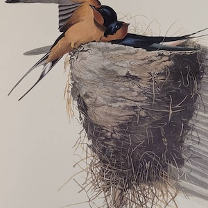 Vintage Audubon Barn Swallow Print Birds of America 1950's Mid-century ...