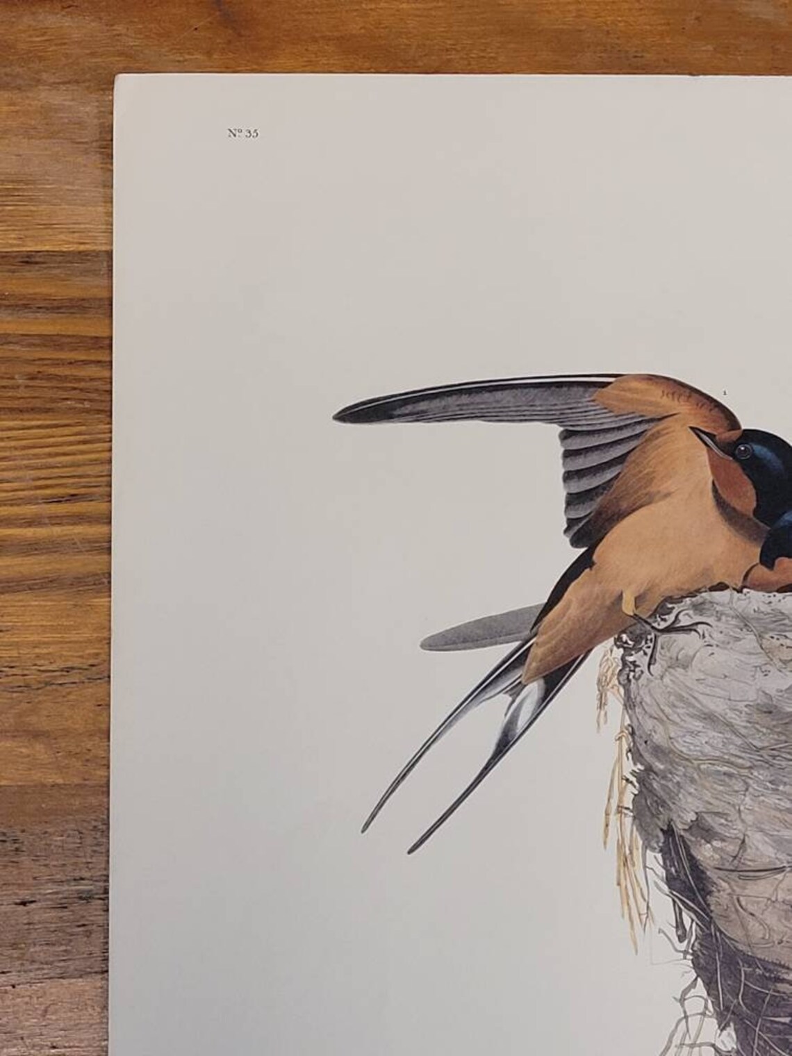 Vintage Audubon Barn Swallow Print Birds of America 1950's Mid-century ...