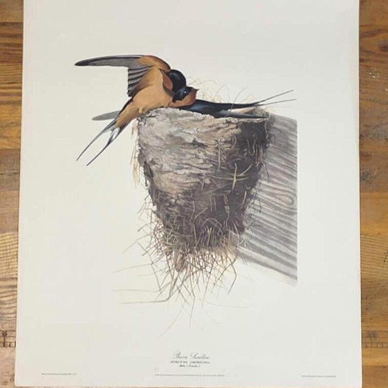 Vintage Audubon Barn Swallow Print Birds of America 1950's Mid-century ...