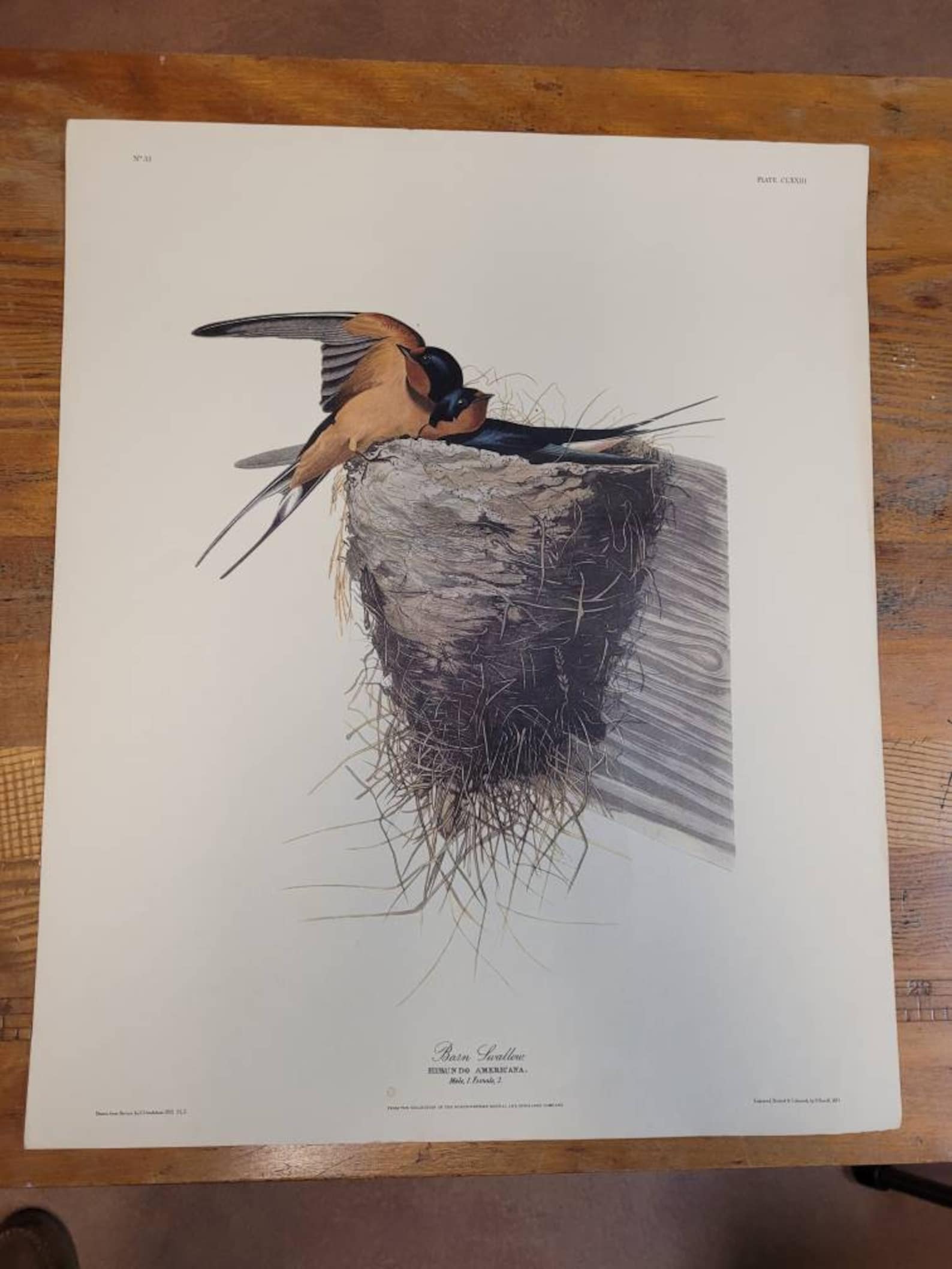 Vintage Audubon Barn Swallow Print Birds of America 1950's Mid-century ...