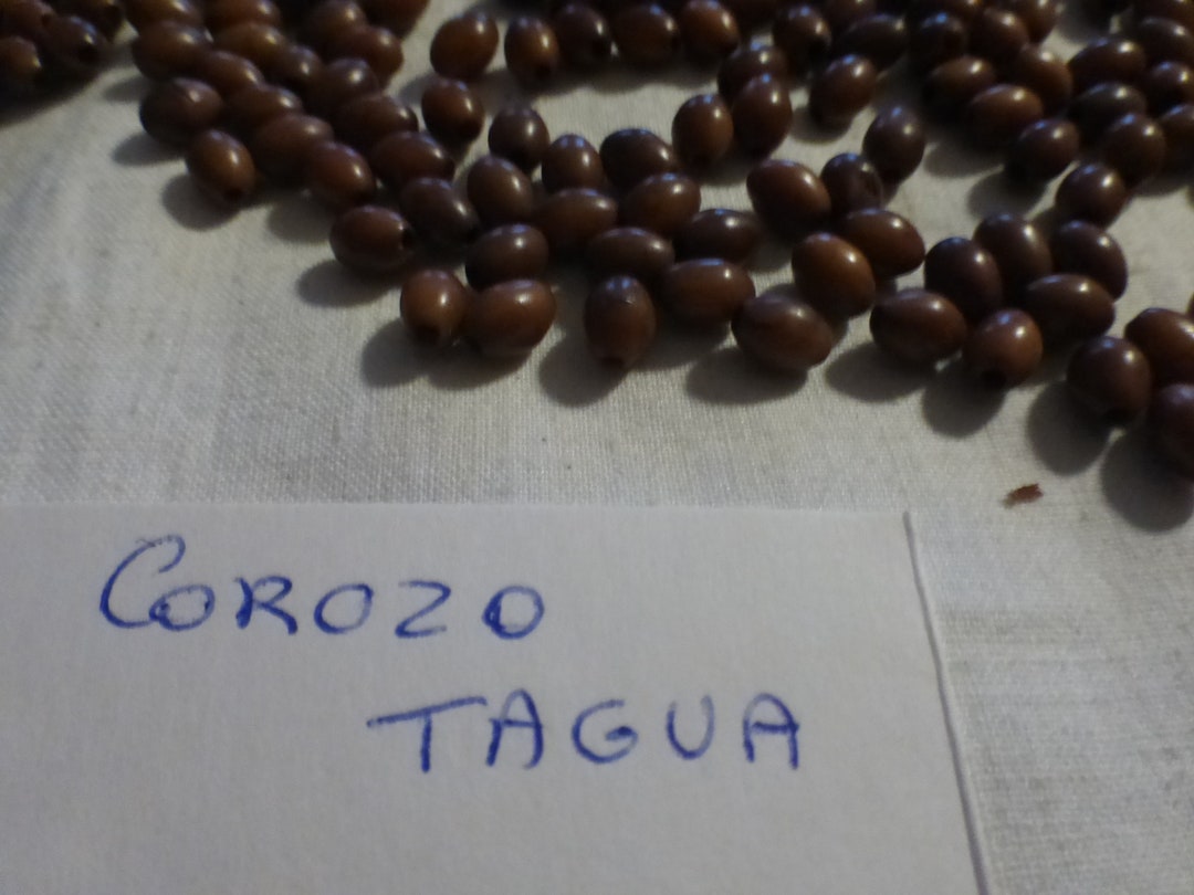 Set of 600 Very Old Pearls in Corozo Tagua Vegetable Ivory - Etsy