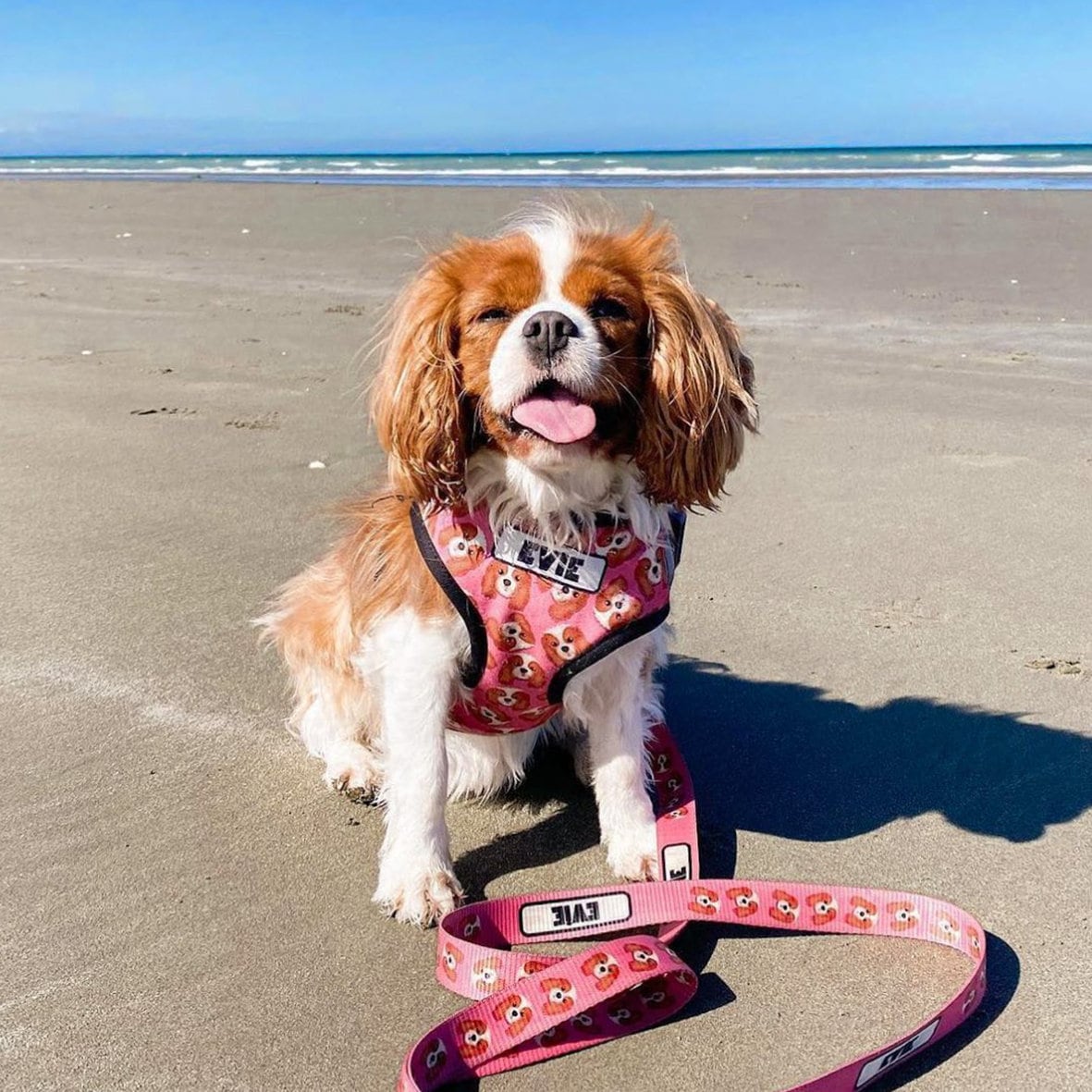 Dog Portrait Harness | Custom Pet Face Illustration | Adjustable Dog ...