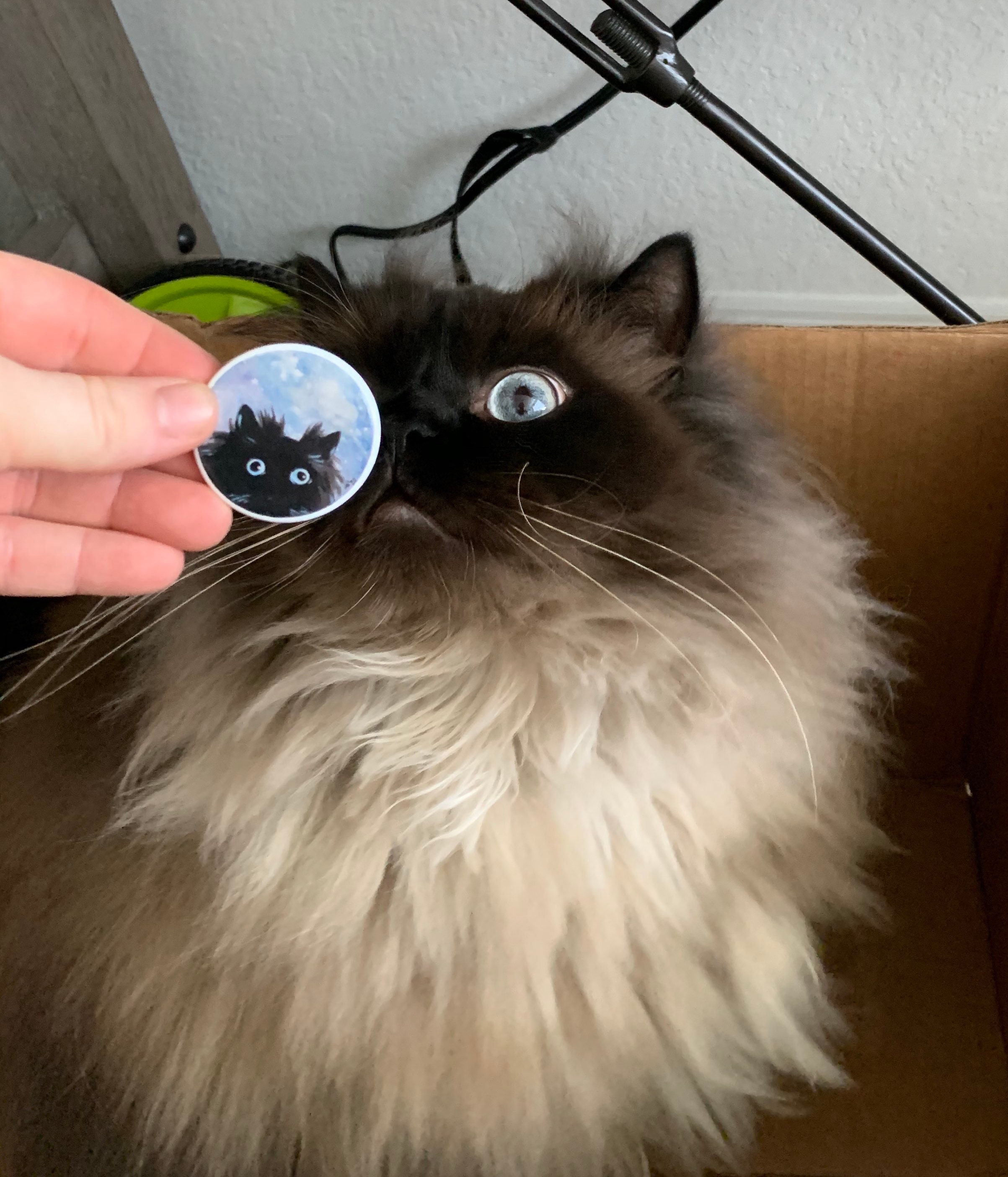 Noodle Buttons Cute Cat Pins Cat Button Googely Eyes - Etsy