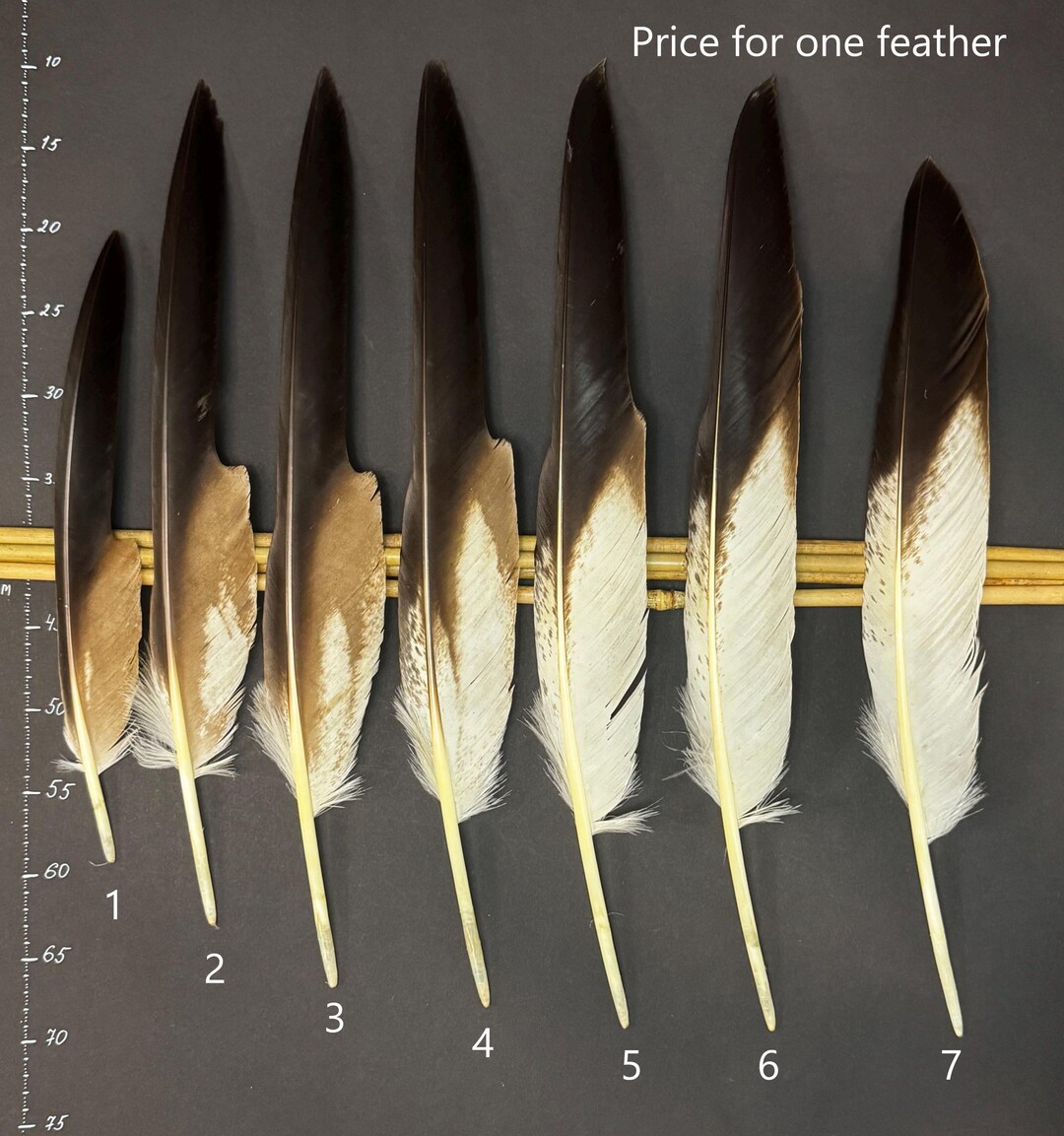 Natural Bird Feather – Cruelty Free | Naturally Molted or Old Taxidermy ...