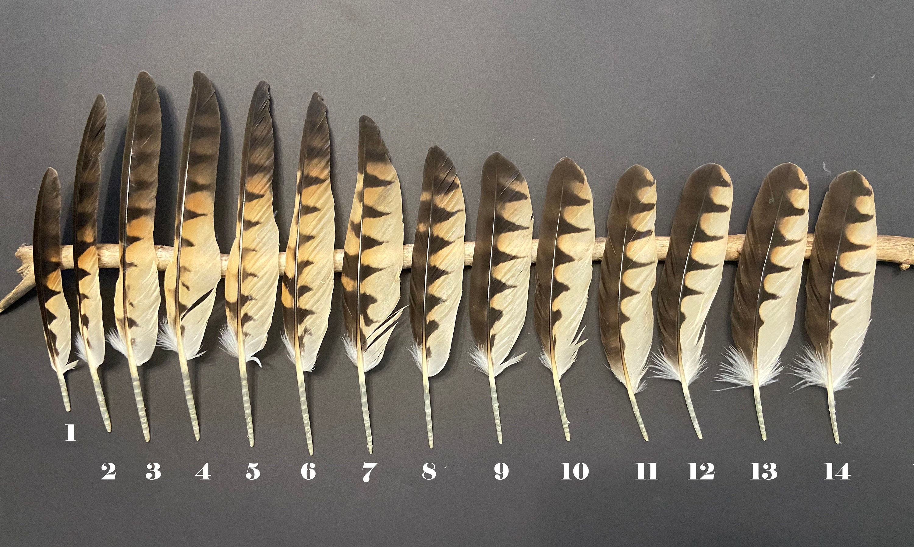 Natural falcon feathers Naturally molted Cruelty free | Etsy