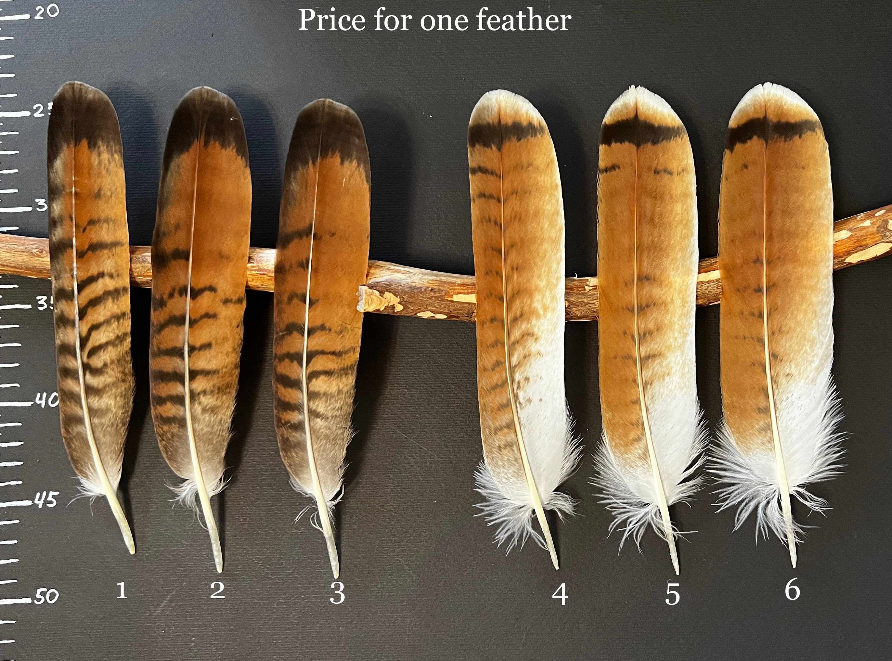 Red Shouldered Hawk Feather Identification