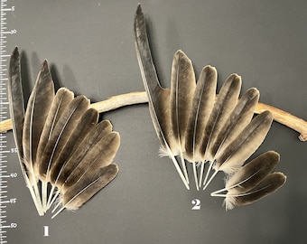 Real Eagle Feather | Etsy