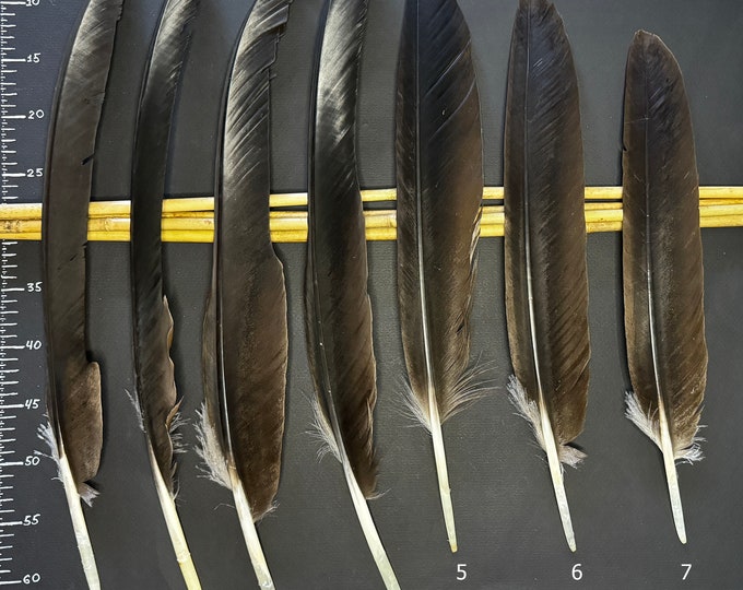 Natural Vulture Feathers | Naturally Molted | Cruelty Free | Old ...