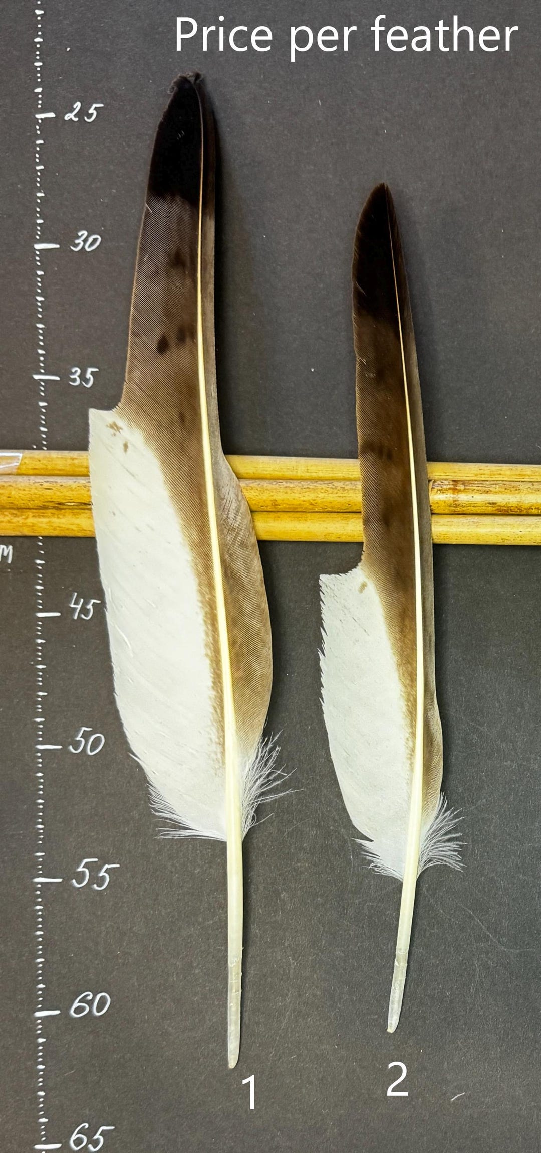 Natural Bird Feather – Cruelty Free | Naturally Molted or Old Taxidermy ...