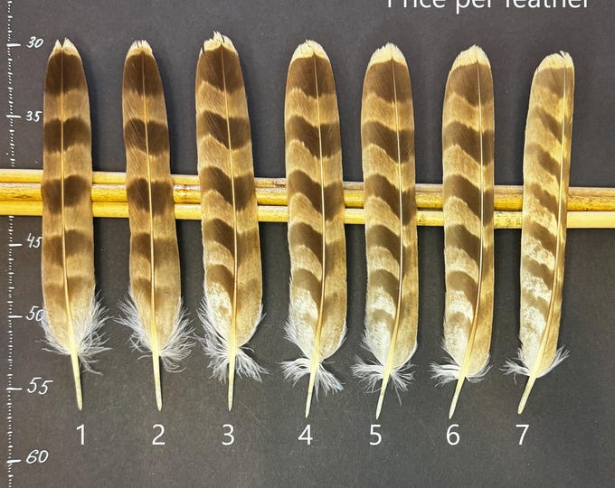 Natural Hawk Feather – Cruelty Free | Naturally Molted or Old Taxidermy ...
