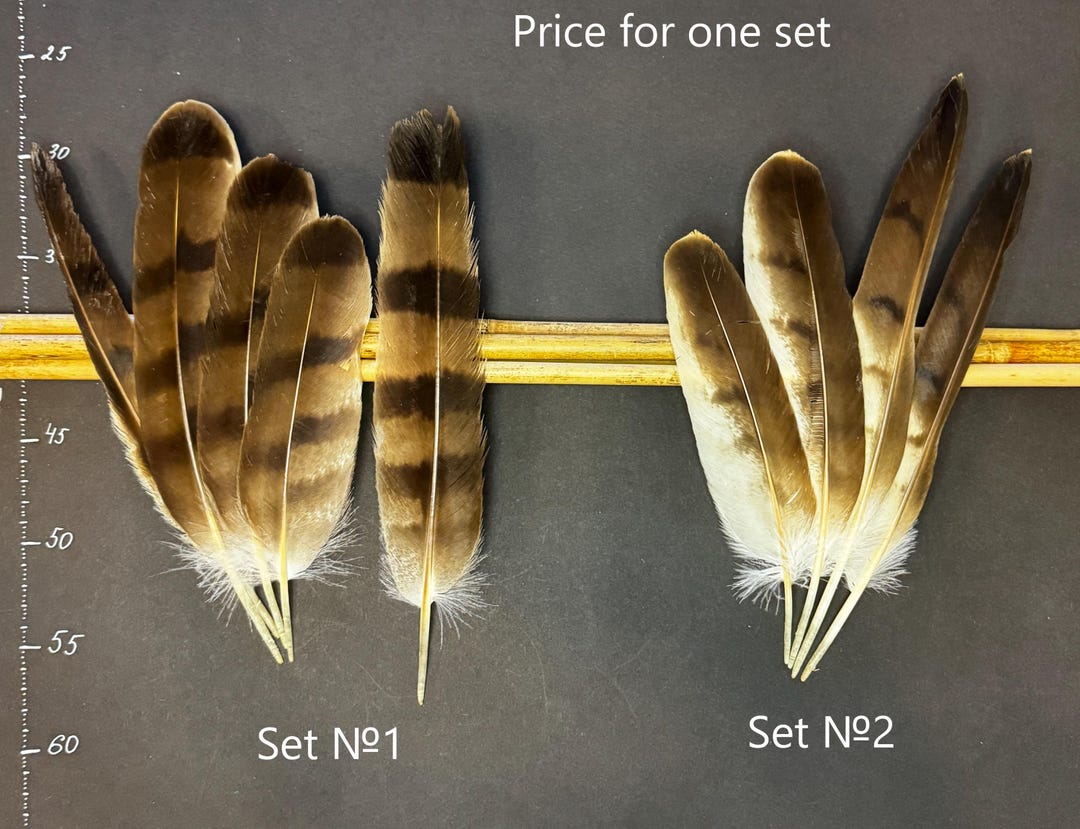 Natural Bird Feather – Cruelty Free | Naturally Molted or Old Taxidermy ...