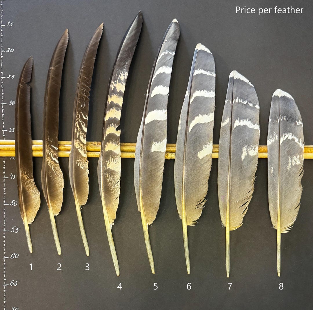 Natural Bustard Feather – Cruelty Free | Naturally Molted or Old ...