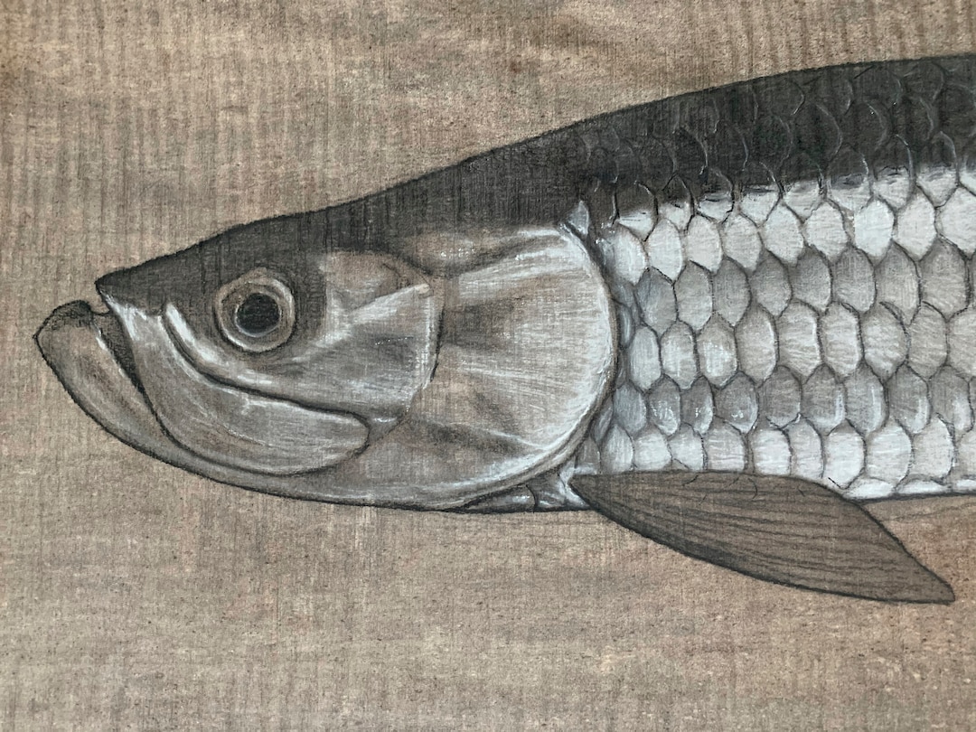Charcoal and Pencil Fish Art on Reclaimed Raw Edge Wood - Etsy