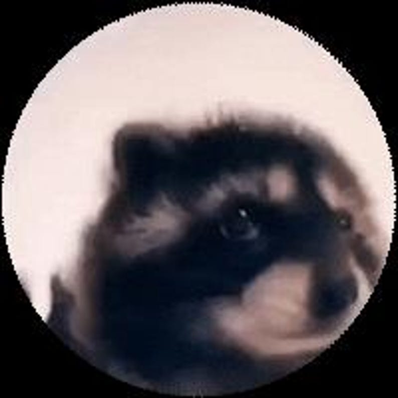 Emote animado do Pedro Guaxinim em GIF | Emote de meme para festas no ...