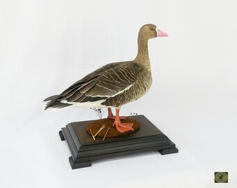 Goose Taxidermy - Etsy
