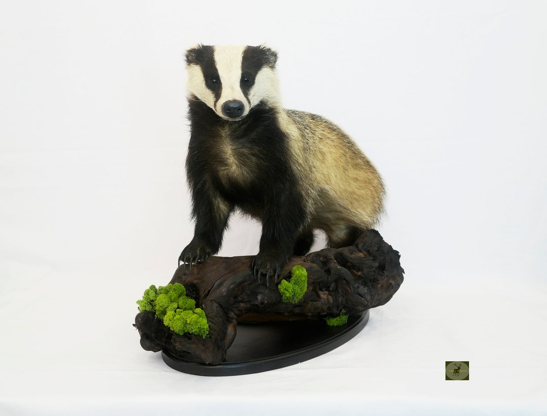 Professinal Taxidermy Badger by Trophy Collection ( Vasyl Danchevskiy ...