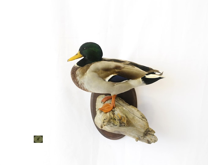 Professinal Bird Taxidermy Mallard Duck by Trophy Collection. - Etsy