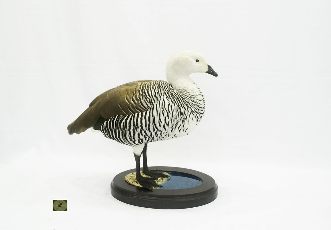 Professinal Bird Taxidermy Upland Goose (male) by Trophy Collection ...