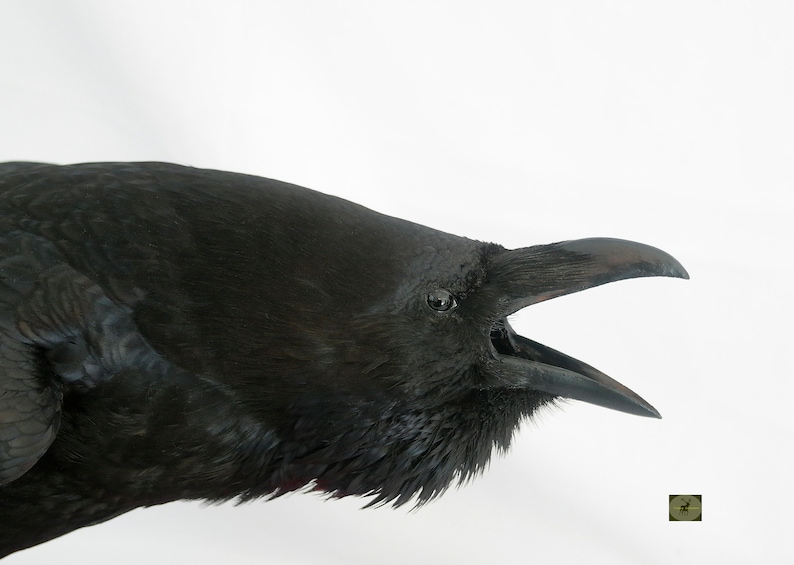 Premium Bird Taxidermy. Raven is Mounted on a Black Wooden Pedestal ...