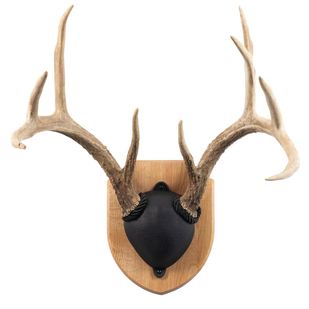 Antler Mount Kit for Whitetail and Mule Deer - Etsy