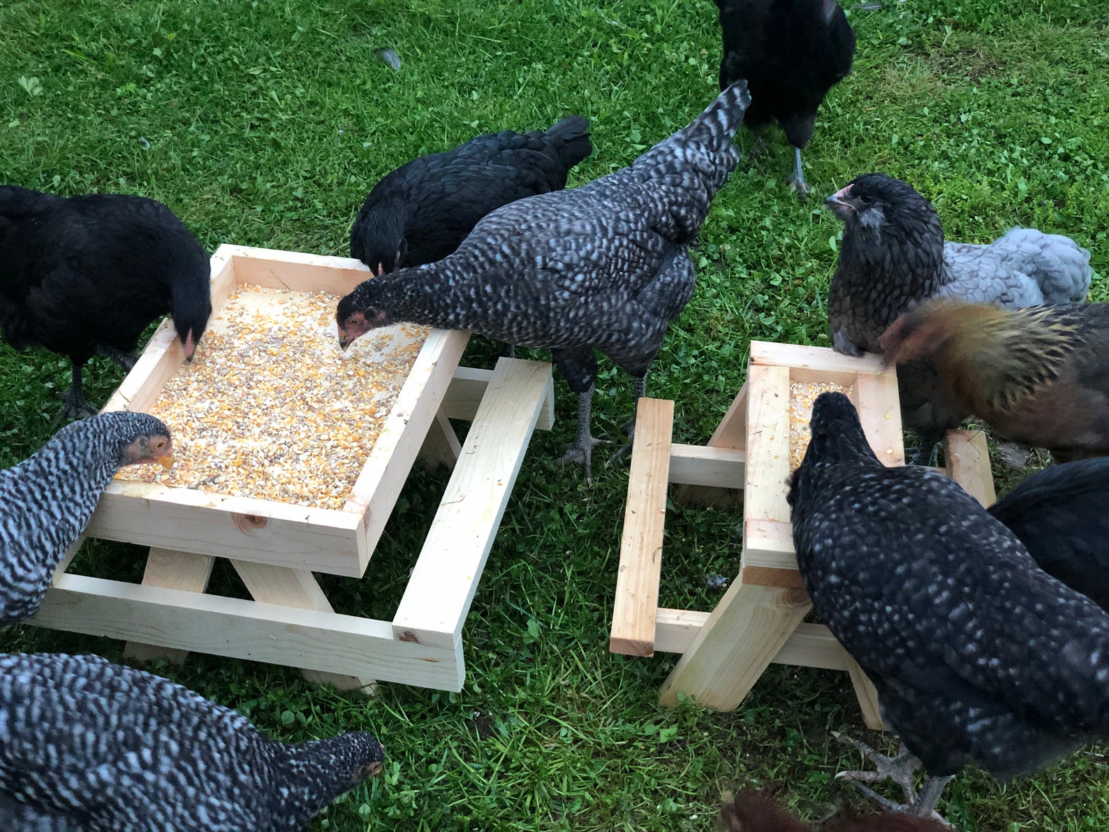 Chicnic Table Chicken Picnic Table | Etsy
