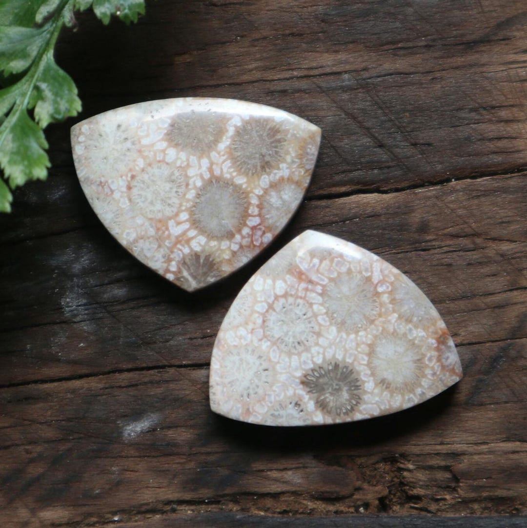 Agate Fossils Coral,mohs Scales of Mineral Hardness,agate Gemstone ...