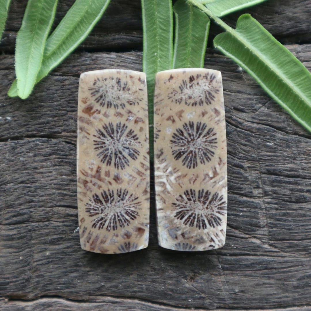 Agate Fossils Coral,mohs Scales of Mineral Hardness,agate Gemstone ...